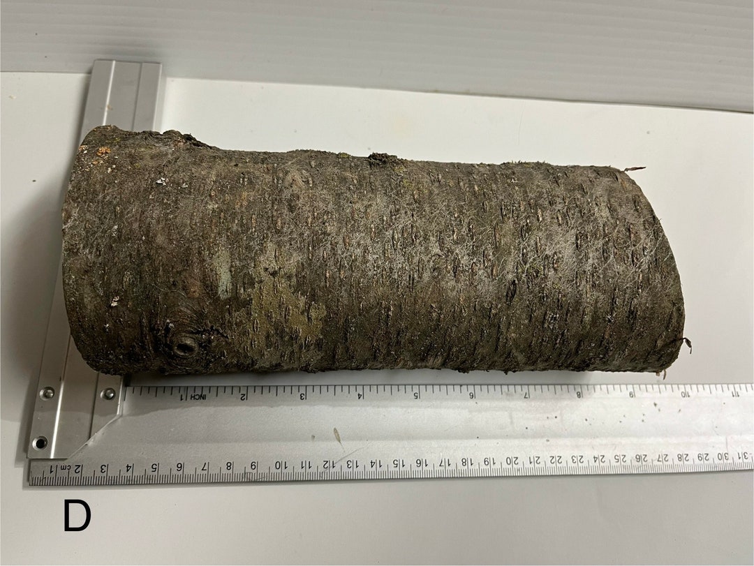 Cherry Wood Log - Etsy