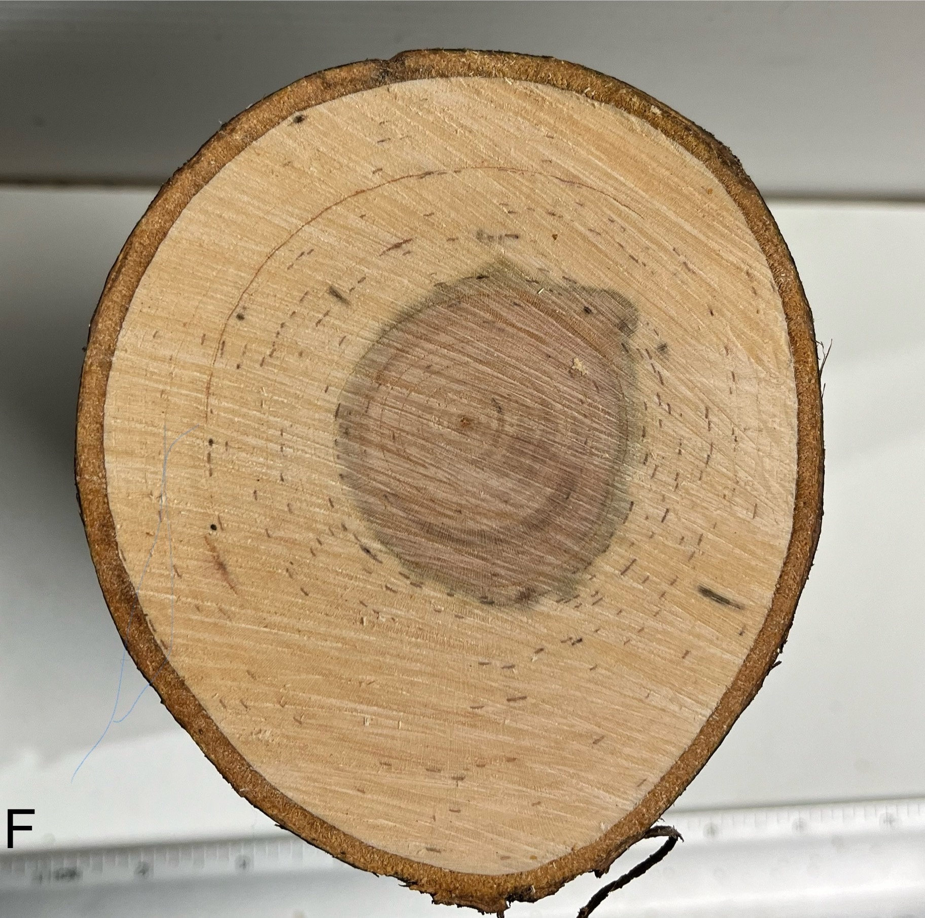 Cherry Wood Log - Etsy