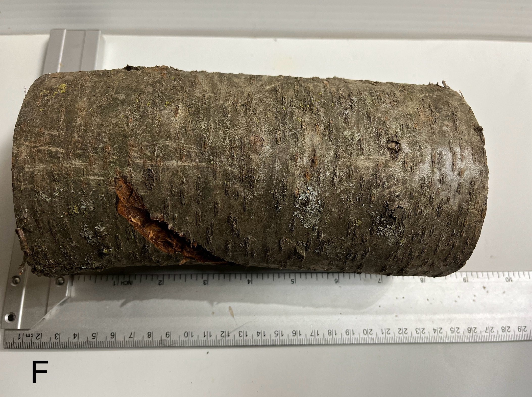 Cherry Wood Log - Etsy