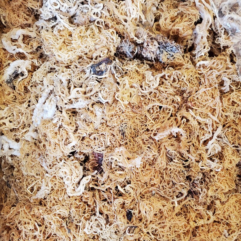 Wild Sea Moss - Etsy