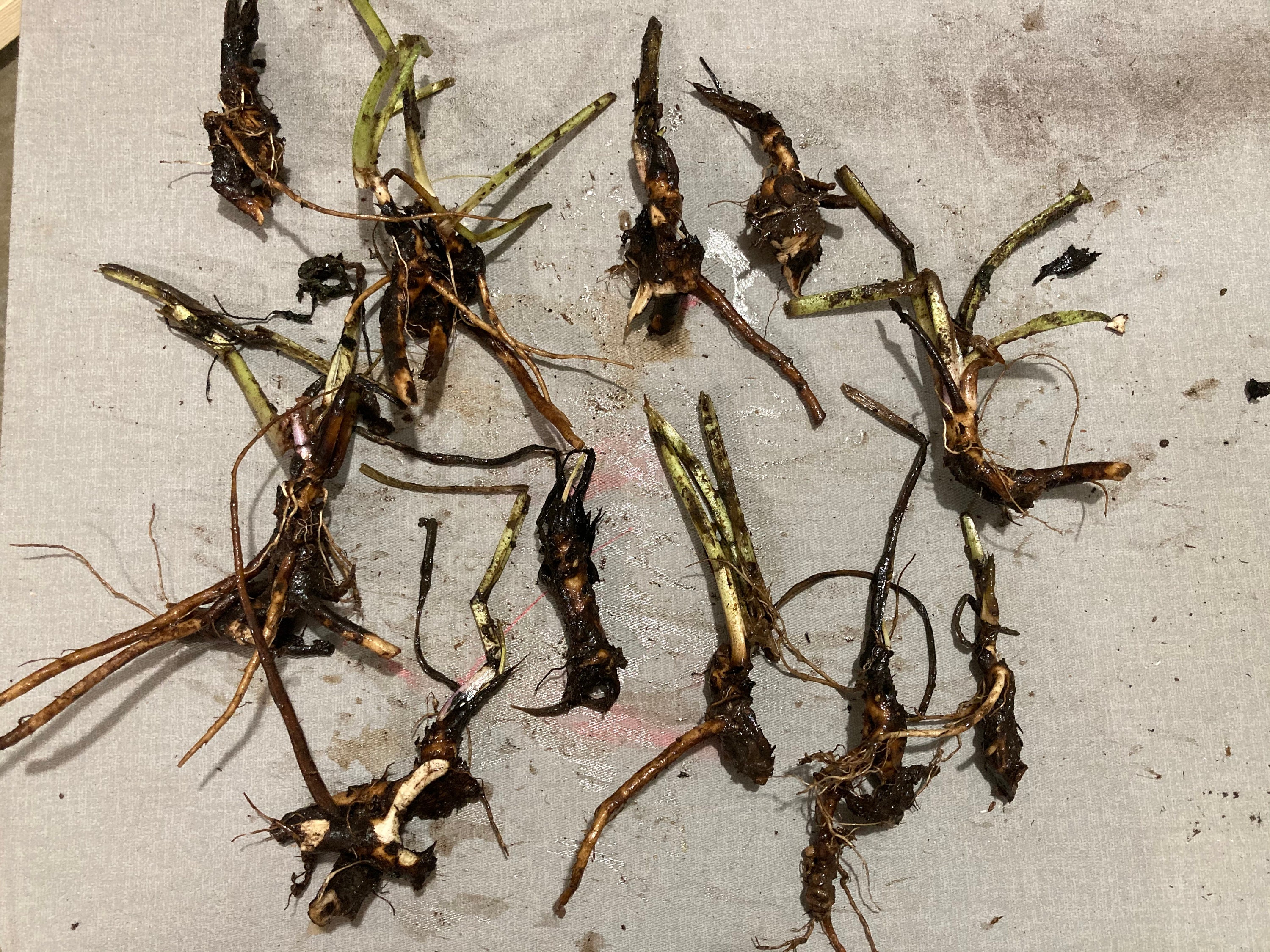 Plants Comfrey Crown Cuttings Home & Living etna.com.pe