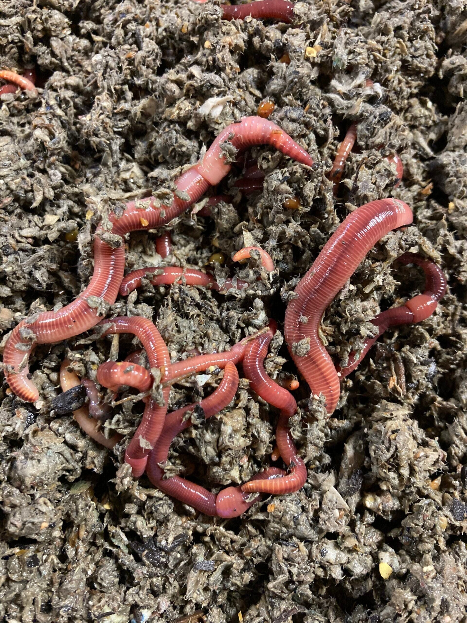 Royal All Natural Worm Bedding - Etsy