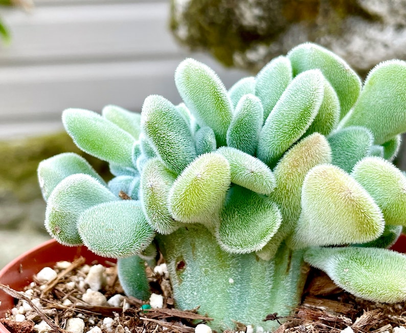 4" Pot of Echeveria Pulvinata Frosty Cristata, Crested Succulent Plant ...