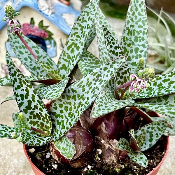 Silver Succulent - Etsy