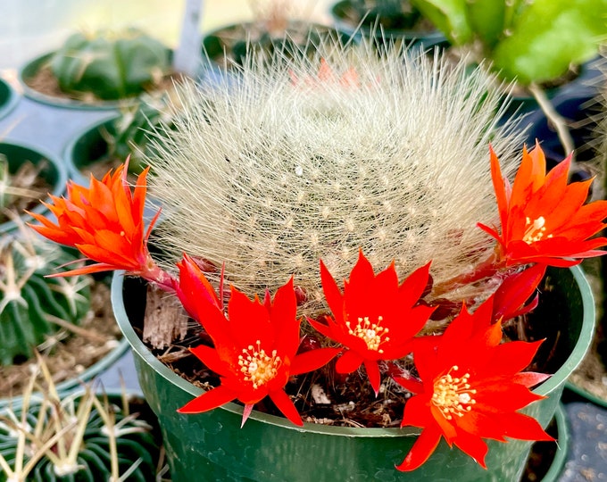 4" Pot of Monkey Head Cactus Mammillaria, Soft White Hair Touchable ...