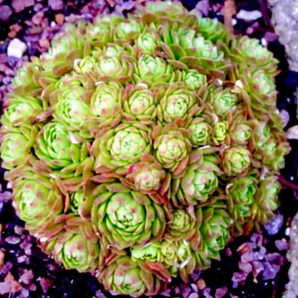 Succulent Clusters - Etsy