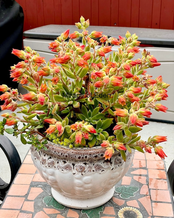 2 4 6 Pot of Red Echeveria Pulvinata Oliver Chenille - Etsy