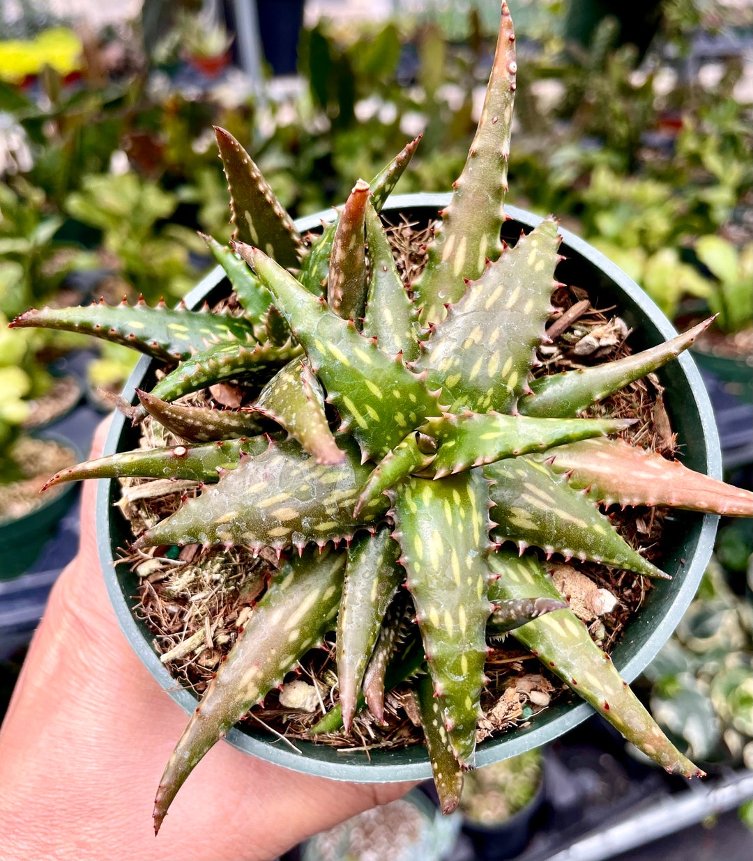 4 Pot of Aloe Jucunda Small Dwarf Succulent Plant Shipped in a Pot - Etsy