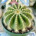 2”, 4" Pot of Balloon Cactus Parodia Magnifica - Shipped in a Pot - Etsy