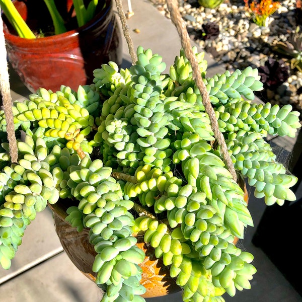 Donkey Tail Plant - Etsy
