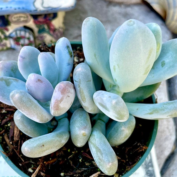 Moonstone Succulent - Etsy