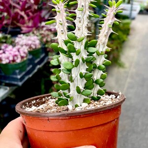 4" Pot of African Ocotillo, Live Succulent Cactus—shipped in the Pot in ...