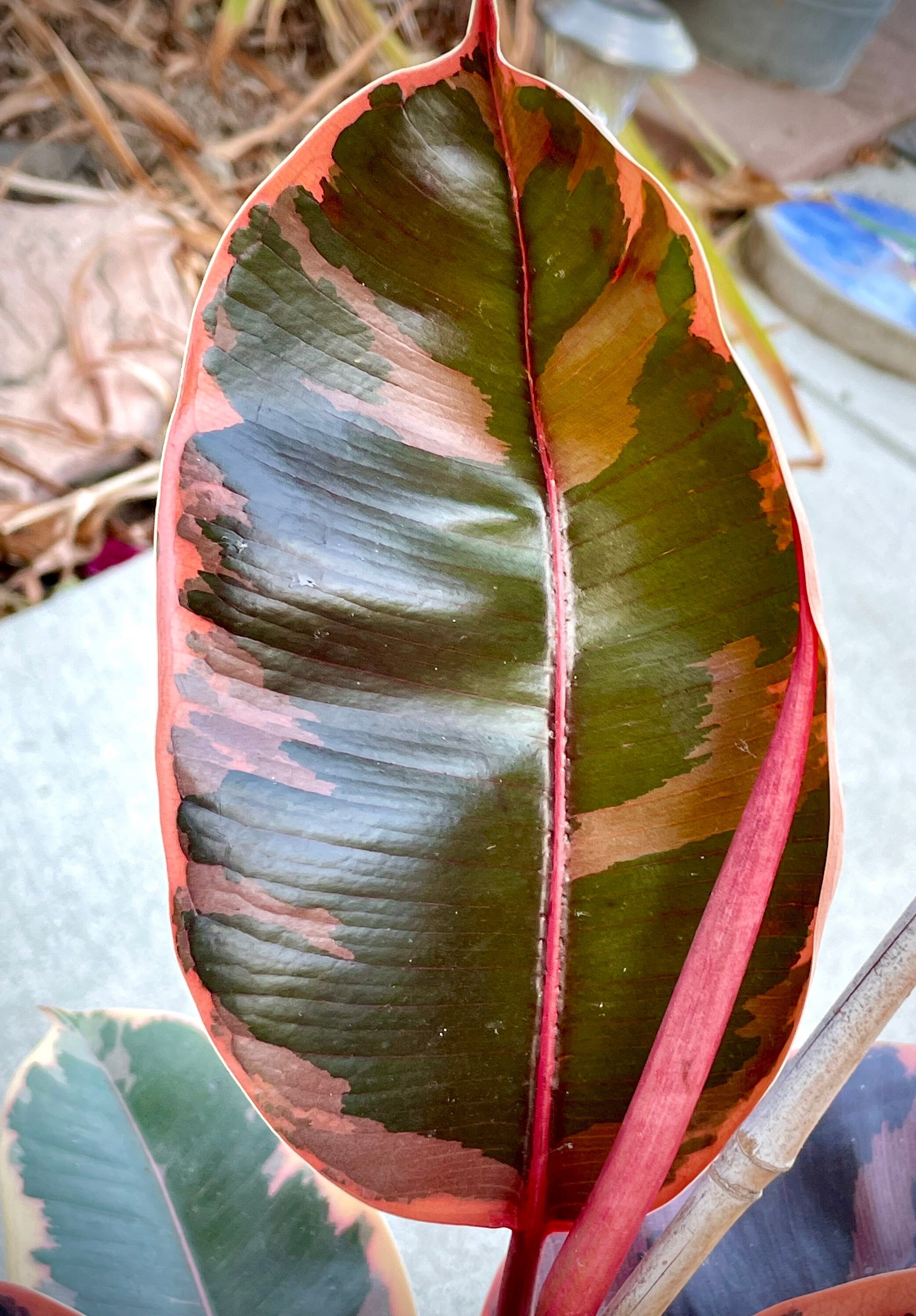 4 6 8 Pot of Ficus Elastica Pink Ruby Ficus Belize - Etsy