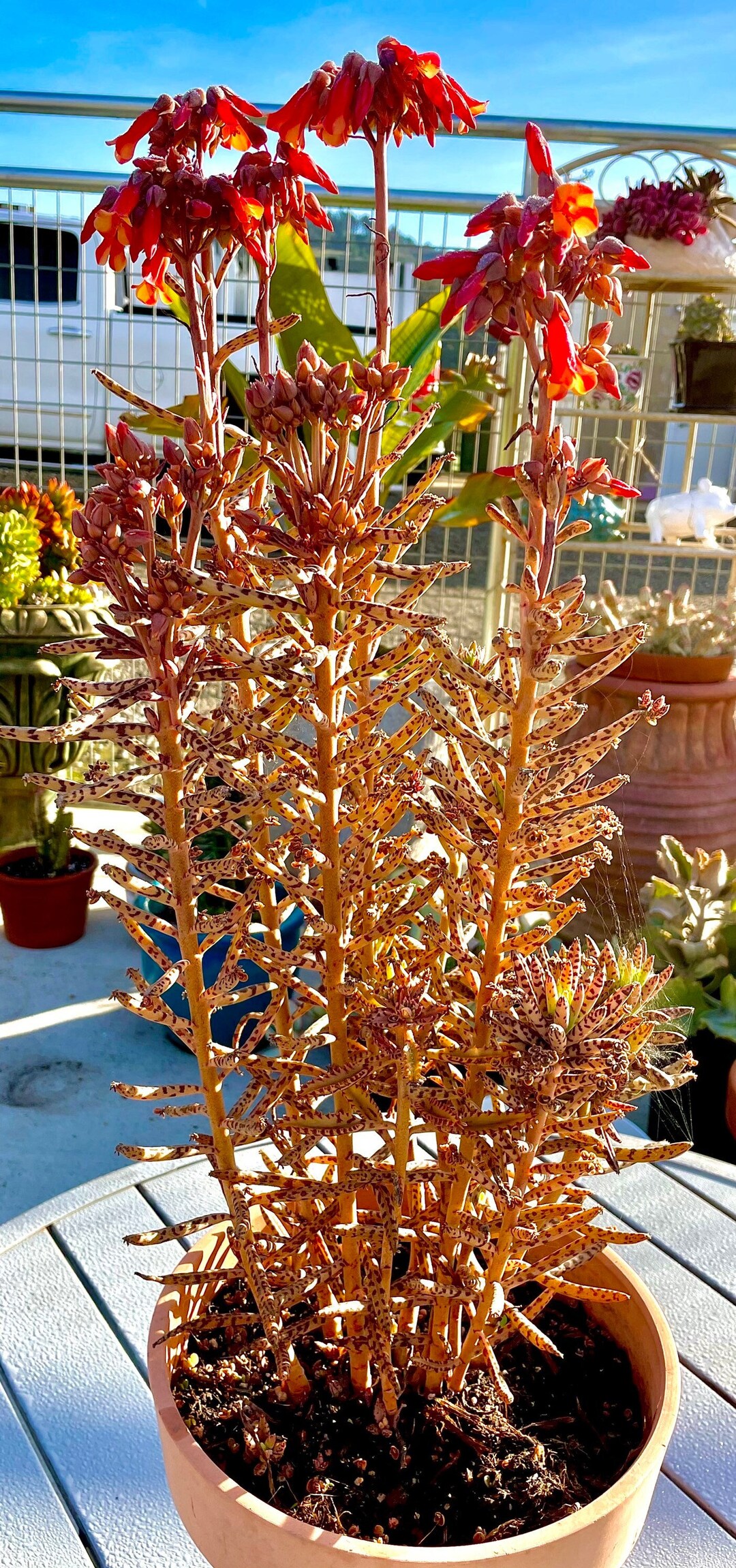 2, 4, 6 Pot of Mother of Millions Thousands Kalanchoe Alligator ...