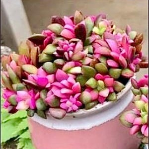 Buy 3 Get 1 Free, 2” Pot of Sunrise Dwarf Variegated Succulent Plant - Etsy