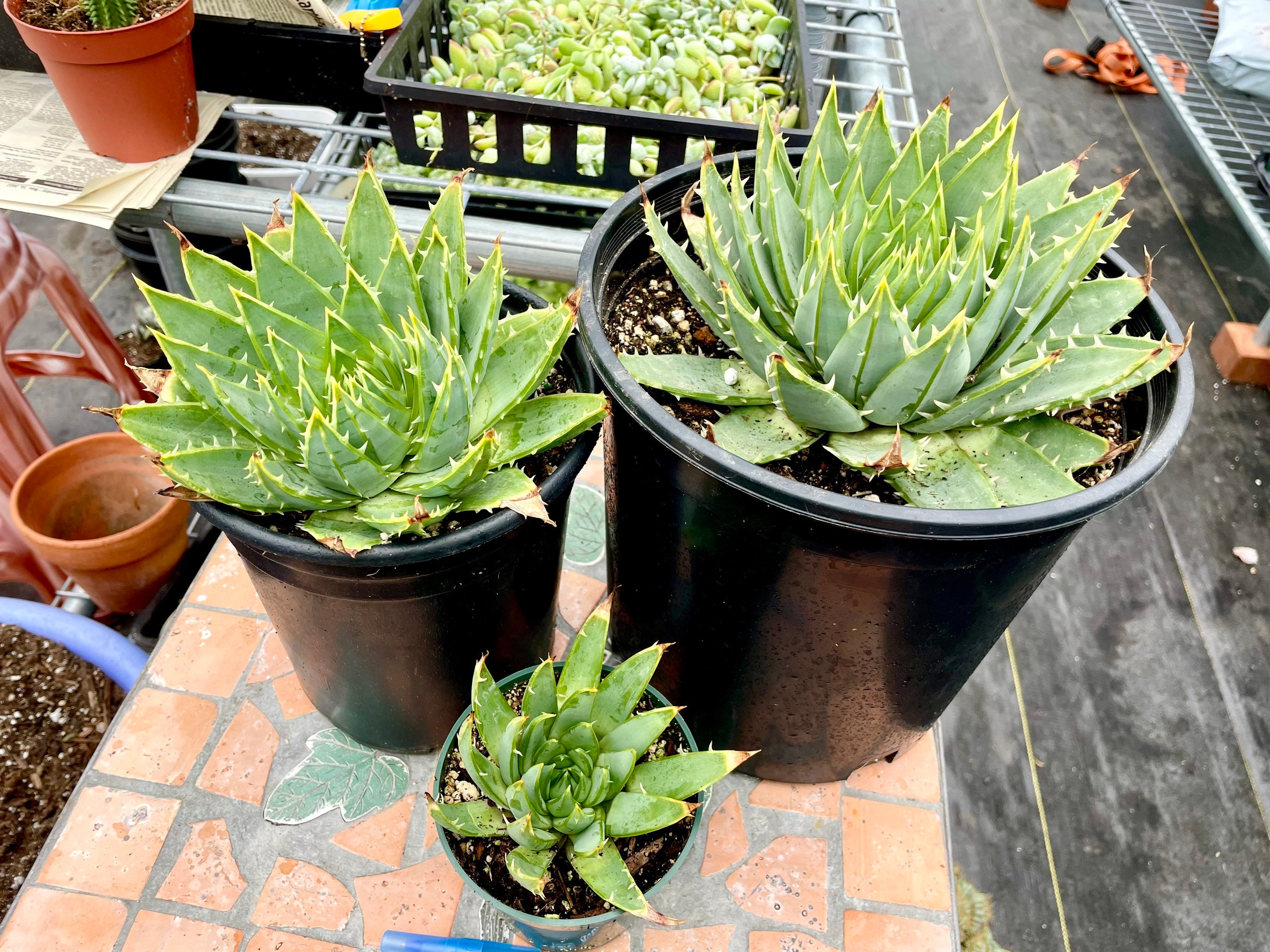 4 6 8 Pot of Spiral Aloe Rare Succulent Plant - Etsy