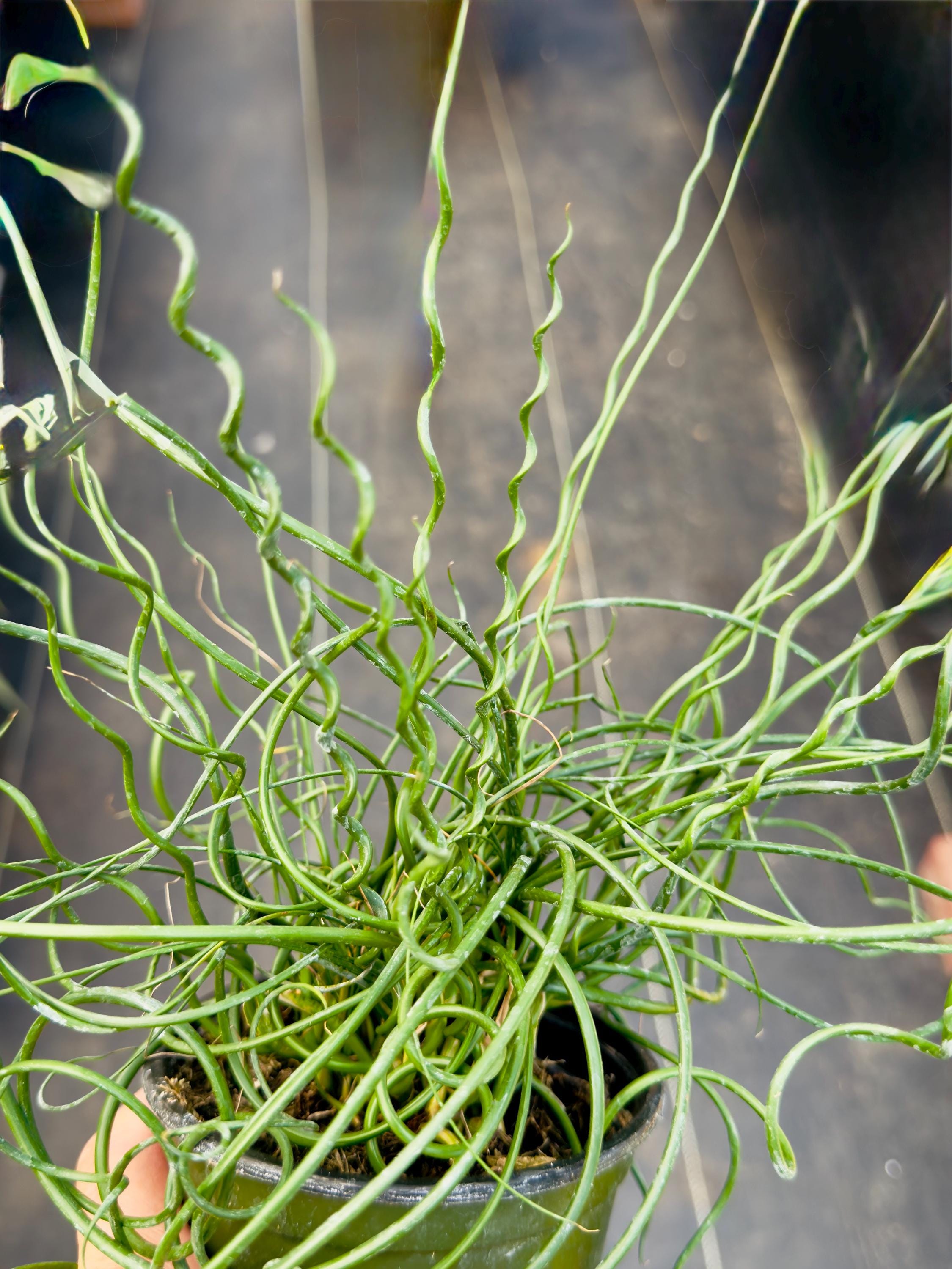 4” Pot of Corkscrew Rush Juncus Spiralis Indoor Plant Houseplant ...