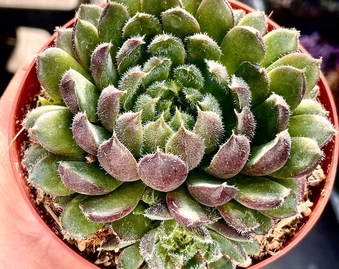 4 Pot of Echeveria Scorpion Rosette Succulent Plant - Etsy