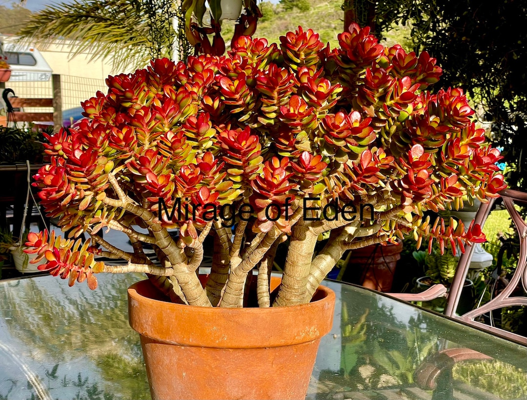 Crosby's Compact Jade Plant: Mini Crassula Ovata Succulent - Etsy