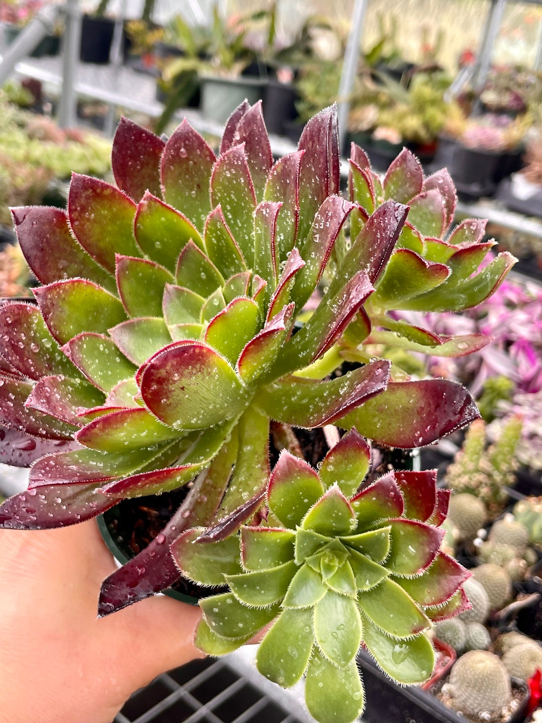 2”, 4", 6” Pot, or Cuttings Aeonium Merlot, Purple Leave, Aeonium ...