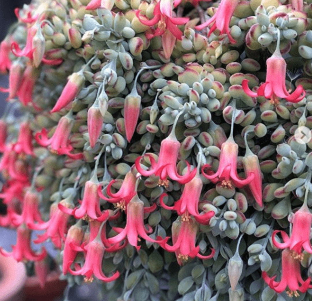 2”, 4", 6”, 8” Pot of RARE Cotyledon Pendens Cliff Pendens Succulent ...