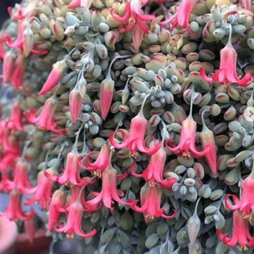 Cotyledon Pendens Succulent Plants - Etsy