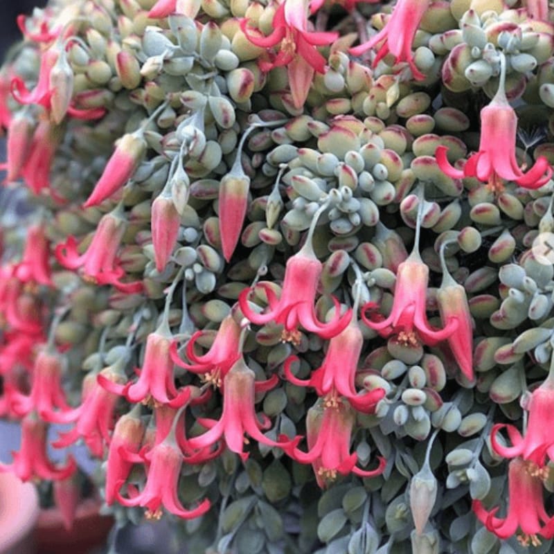 Trailing Succulents - Etsy