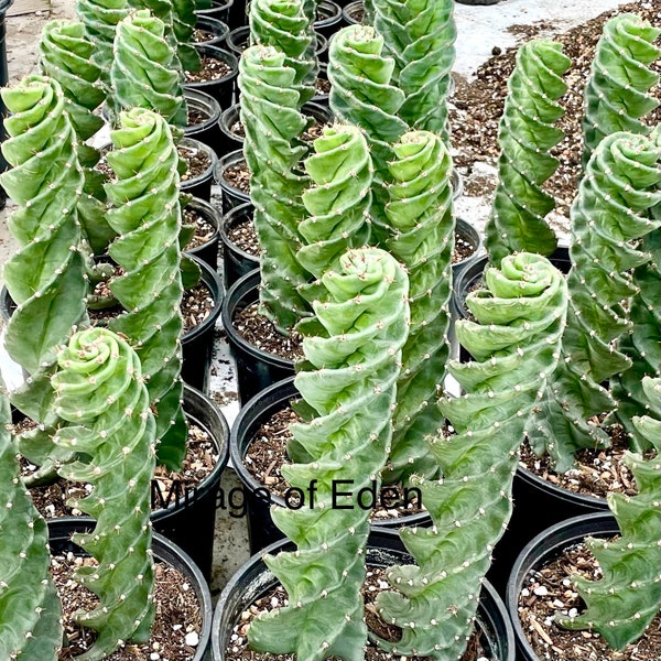 Spiral Cactus - Etsy