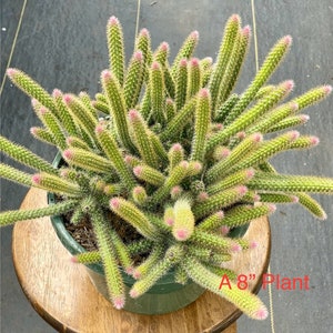 Rat Tail Cactus Plant: Aporocactus Flagelliformis Succulent - Etsy