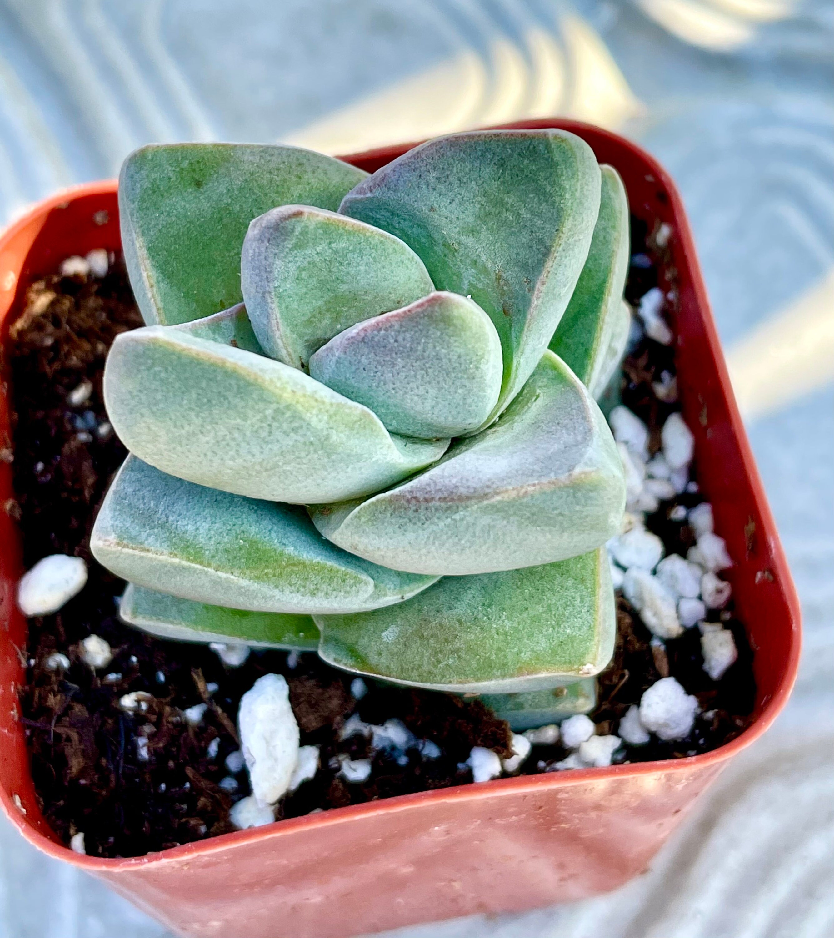 2 4 Pot of Crassula 'moonglow' Live Succulent - Etsy