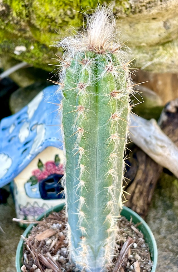 Pilosocereus Pachycladus