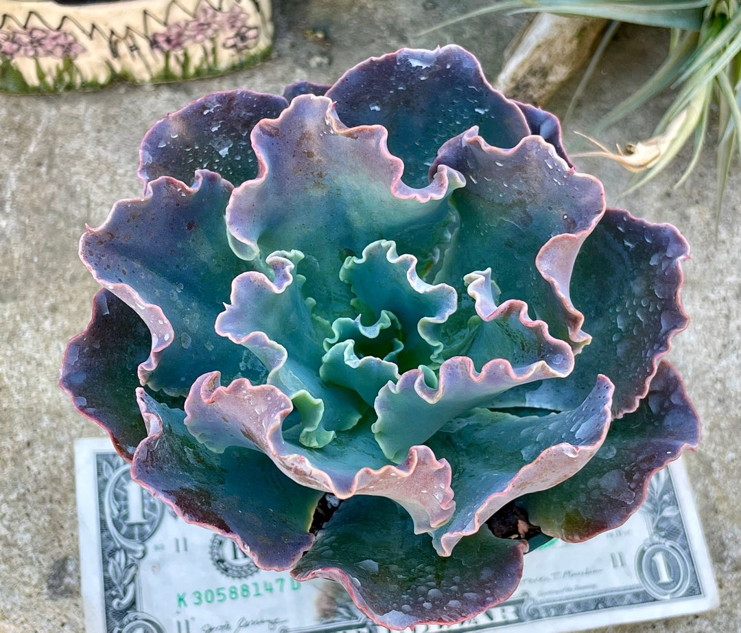 2”, 4", 6” Pot of Echeveria Blue Curls Rare Succulent Plant - Shipped Bare Roots - Etsy