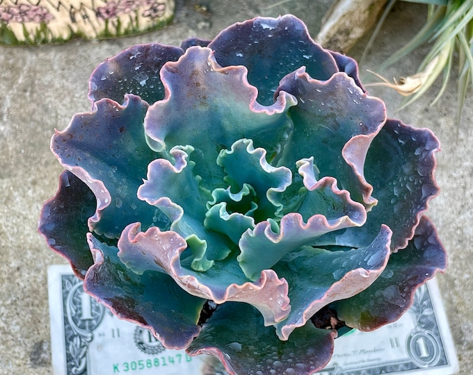 2”, 4", 6” Pot of Echeveria Blue Curls Rare Succulent Plant - Shipped Bare Roots - Etsy