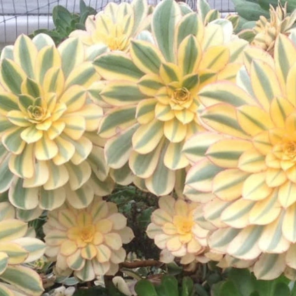 Copper Terrarium - Etsy