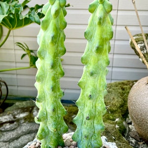 12", 15" Tall Bobbie Cactus, Breast Cactus, Myrtillocactus Geometrizans ...