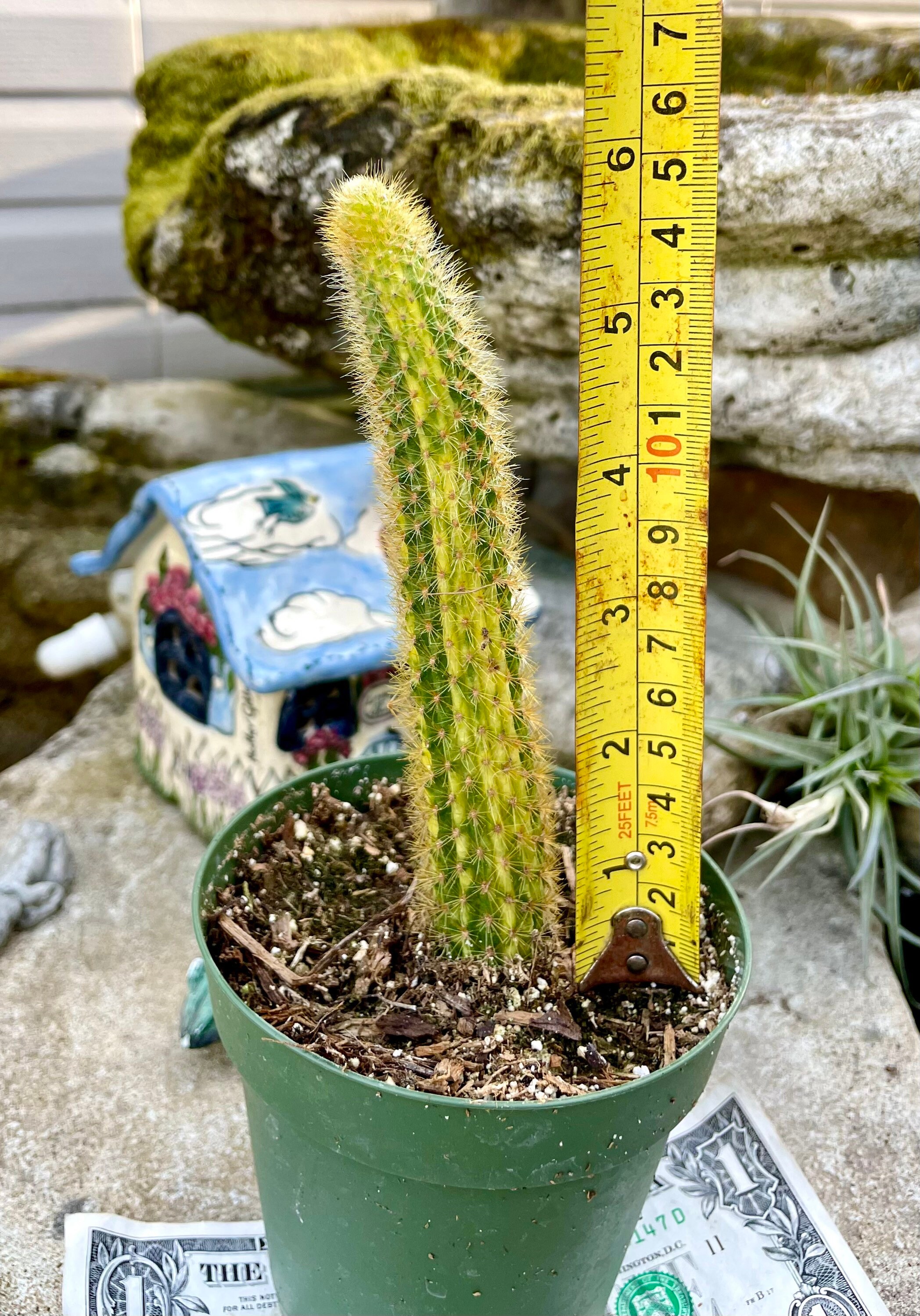 Super Rare Variegated Monkey Tail Variegated Golden Monkey - Etsy