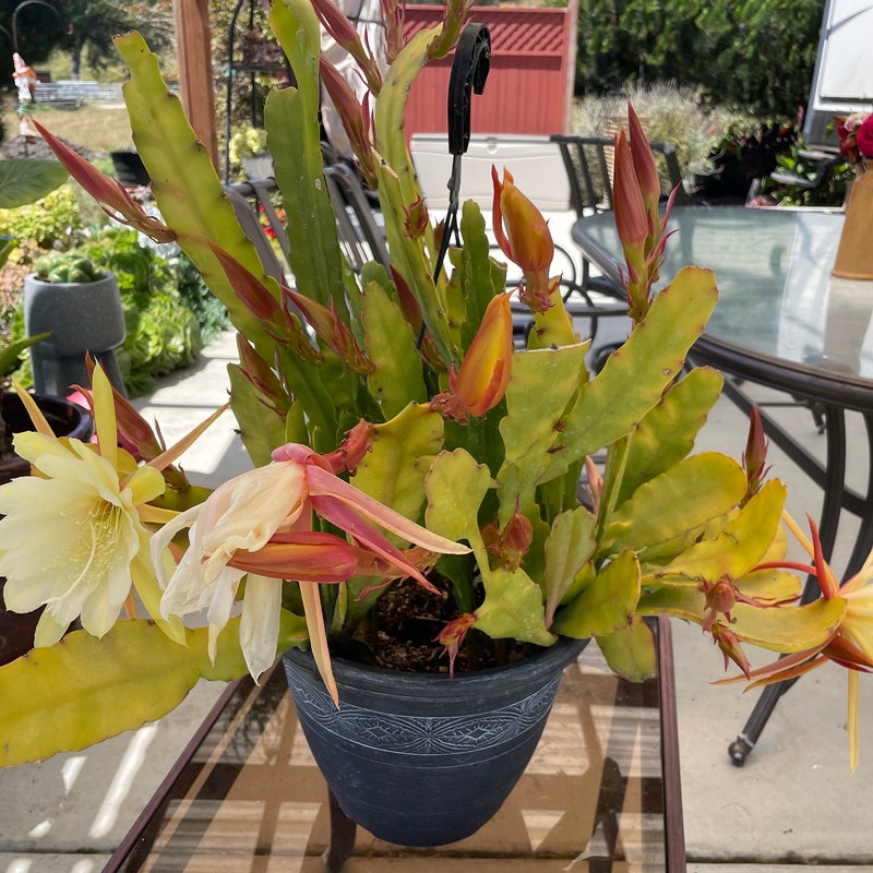 Orchid Cactus - Etsy
