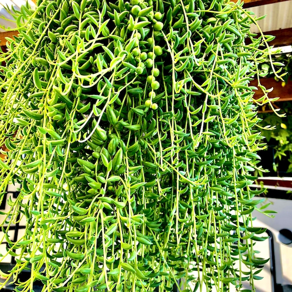 String of Pearls - Etsy
