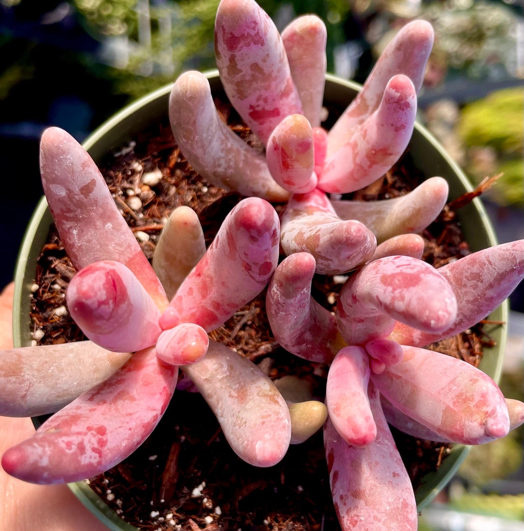 2, 4 Pot of Pachysedum Ganzhou Pinky Finger Rare Succulent Plant - Etsy