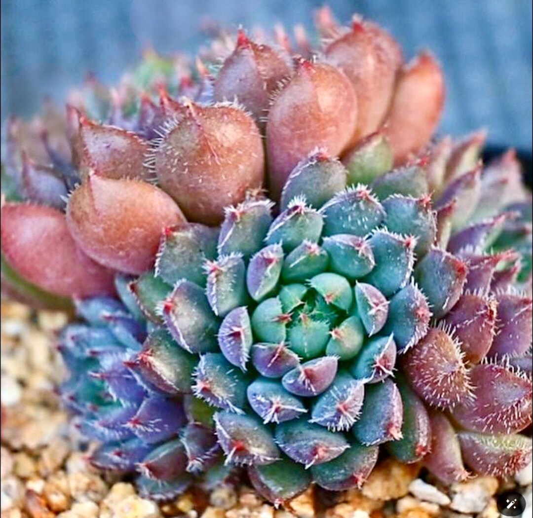 4” Pot of Echeveria Scorpion Rosette Succulent Plant - Etsy