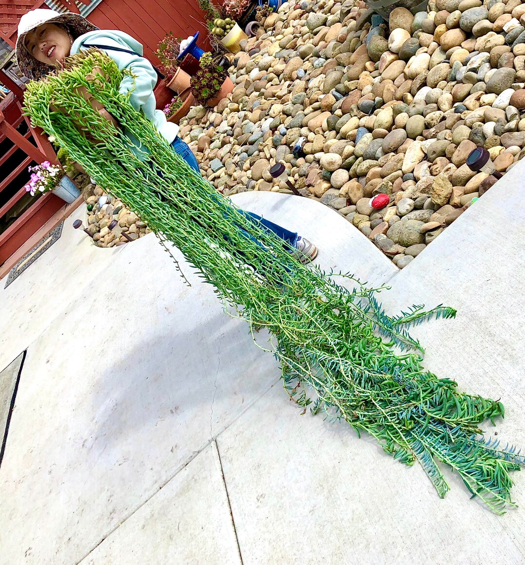 2”, 4", 6”, 8” Pot of String of Fish Hooks Succulent Plant - Etsy