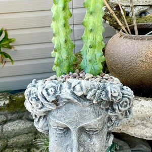 12", 15" Tall Bobbie Cactus, Breast Cactus, Myrtillocactus Geometrizans ...