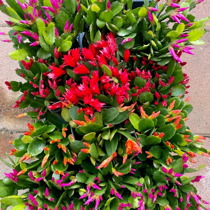 Easter Cactus Live Plant - Etsy