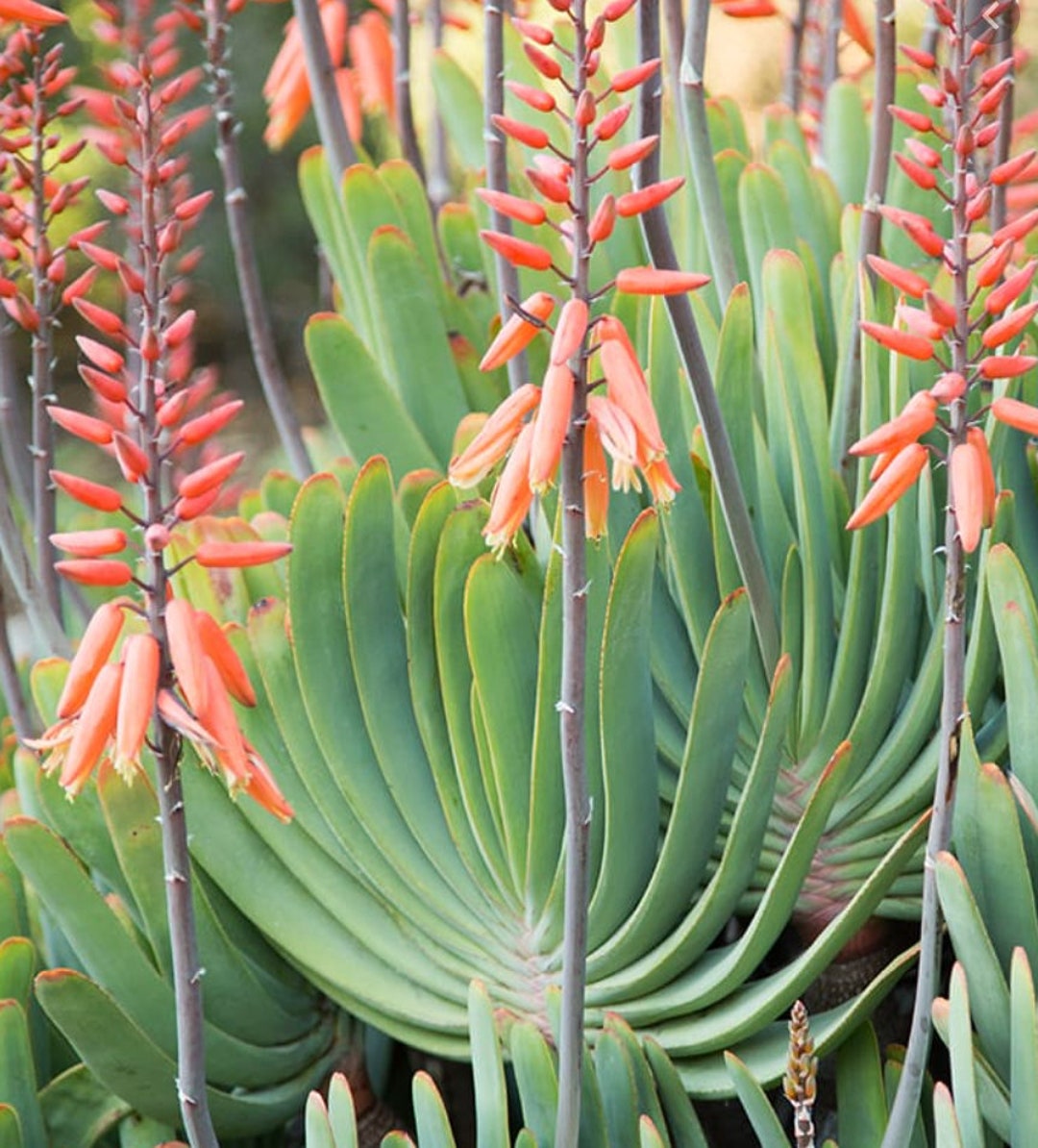 4”, 6”, 8”, or 5 Gallon Pot of Aloe Plicatilis Fan Aloe Live Rooted ...