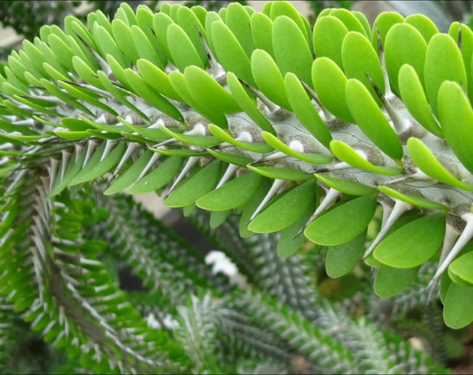 6" Pot of African Ocotillo, Live Succulent Cactus - Shipped Bare Roots ...