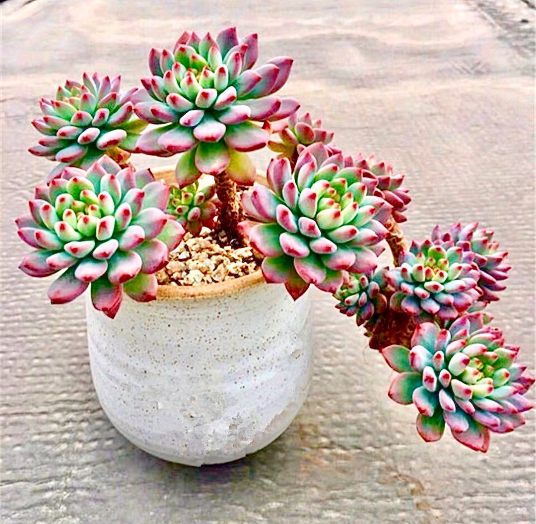 Buy 3 Get 1 Free, Sedeveria Blue Elf Succulent: 2" Potted Echeveria ...