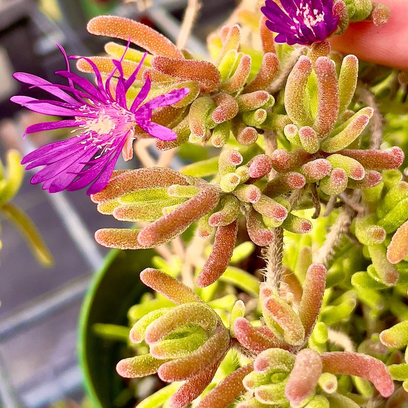 Ice Plant - Etsy