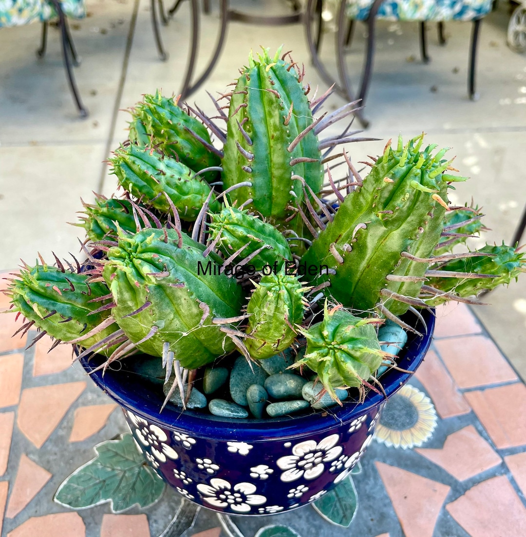 2”, 4", 6” Pot of Enopla Live Cactus Plant - Etsy