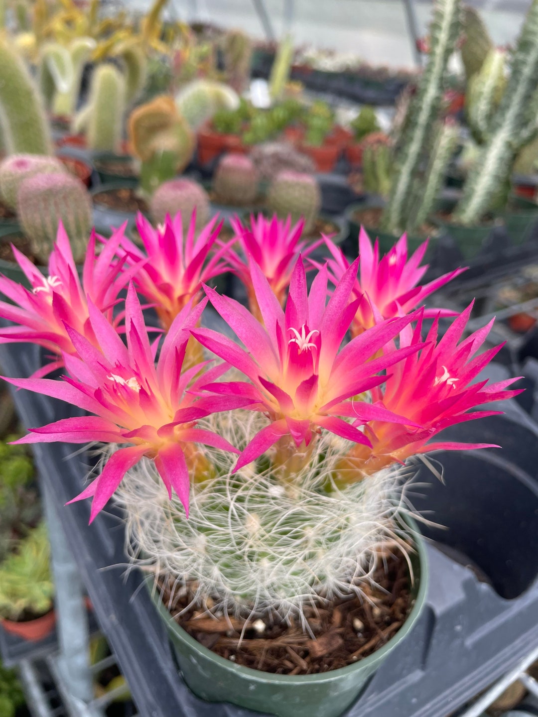 4" Pot of Neoporteria Nidus F. Senilis, Eriosyce Senilis, Unique Cactus ...