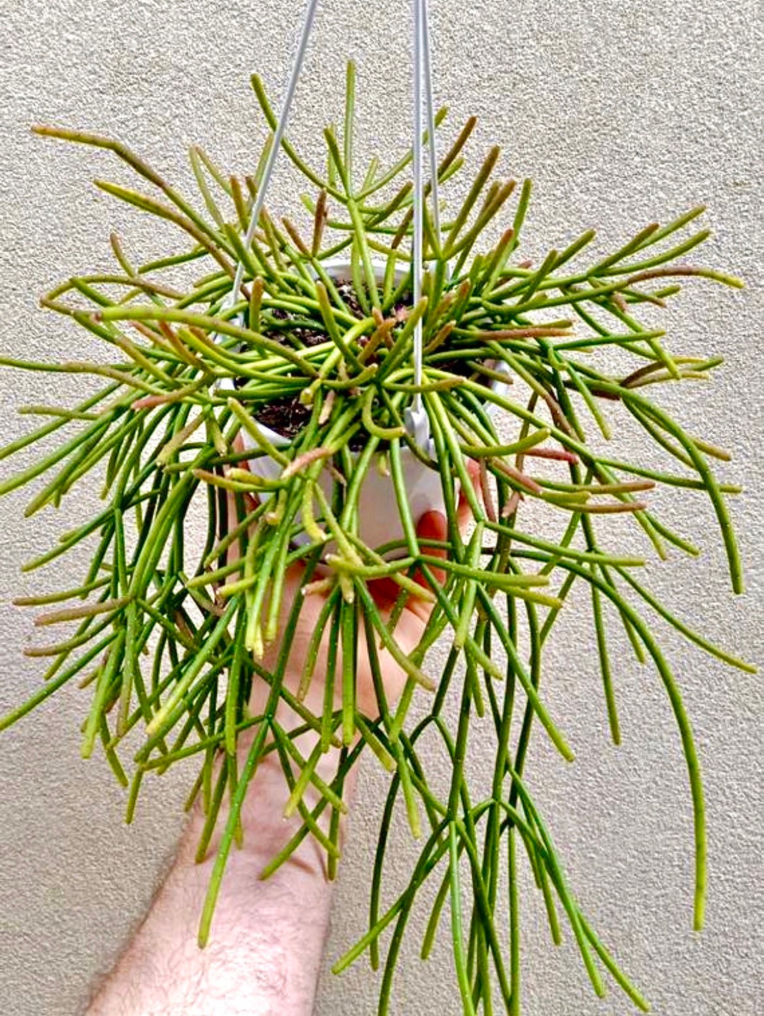 4", 6” Pot of Rhipsalis Mauritiana Jungle Cactus Houseplant Succulent ...